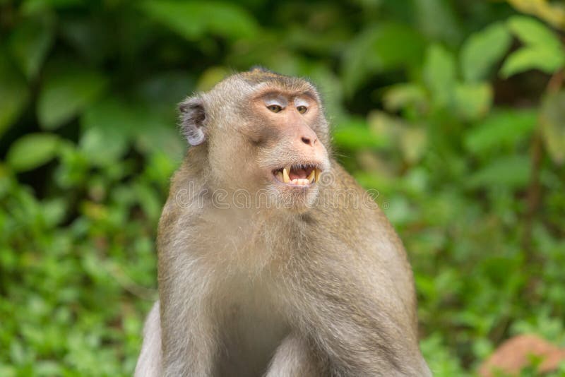 Monkey in Forest Lives in Nature. Stock Photo - Image of mother ...