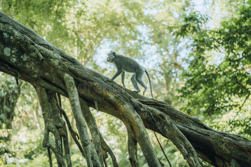 Sacred Monkey Forest Sanctuary, Ubud, Bali, Indonesia Stock Image ...
