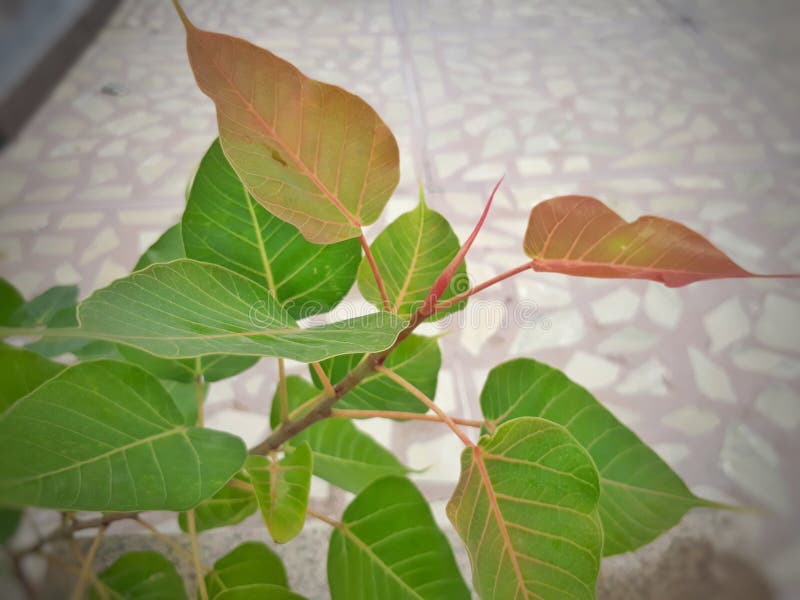 Peepal or Ficus Religiosa Tree Leaves Stock Photo - Image of growth ...