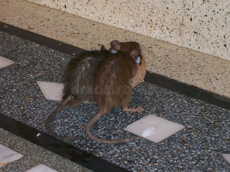 Sacred rats stock image. Image of temple, traditional - 96108669