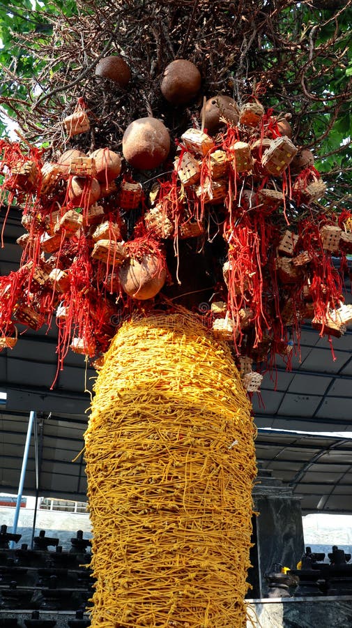 The Sacred Religious Tree Red Swings Sacred Yellow Trees. Stock Image ...