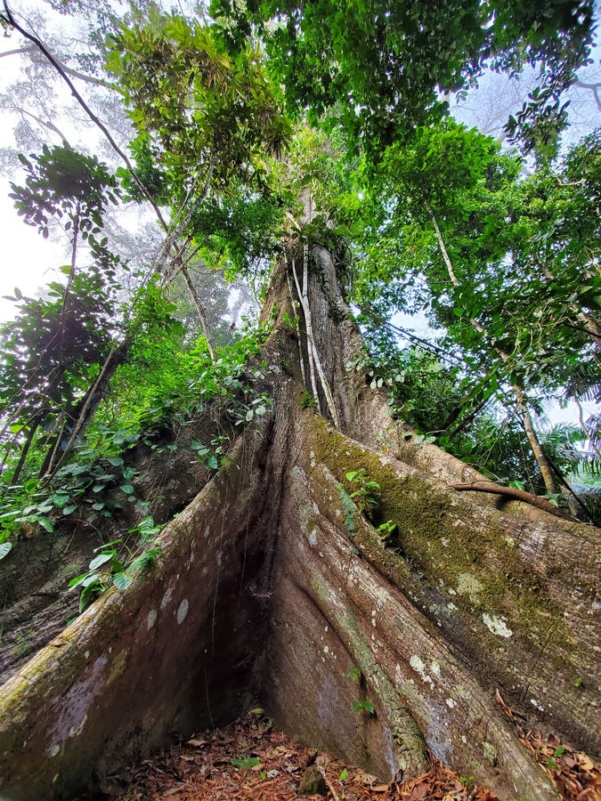 Sacred Tree. Amazon Jungle Peru Stock Image - Image of leaf, branch ...