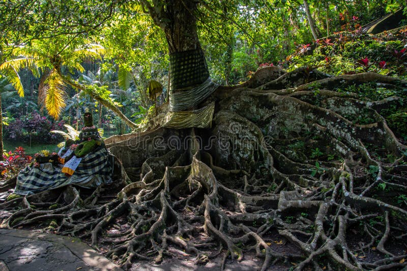Sacred Tree Illuminated by the Sun in the Temple Complex "Goa Gajah ...