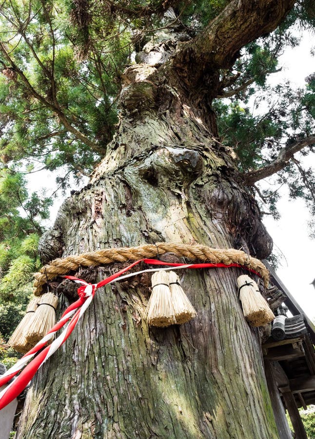 The Sacred Tree And Shimenawa In The Japanese Shrine Stock Photo ...