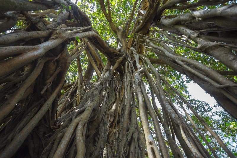 Sacred Tree in the Jungle. India Stock Photo - Image of laxman, fresh ...