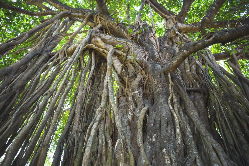 Sacred Tree in the Jungle. India Stock Photo - Image of forest, buddha ...