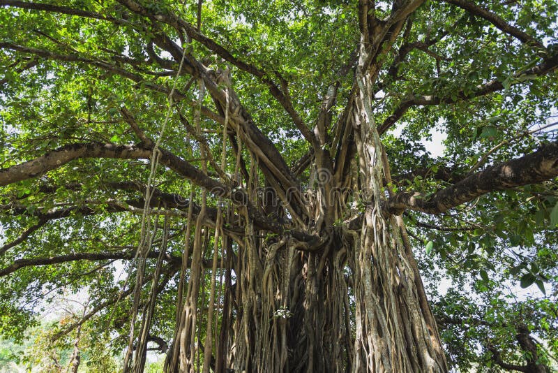 Sacred Tree in the Jungle. India Stock Image - Image of green, asia ...