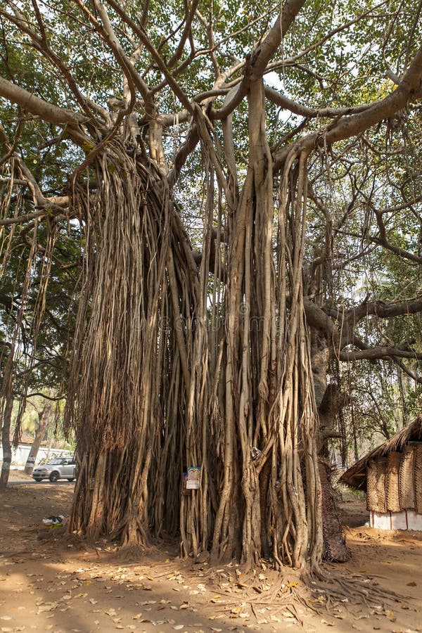 Sacred Tree Located in the South of India Stock Photo - Image of banyan ...