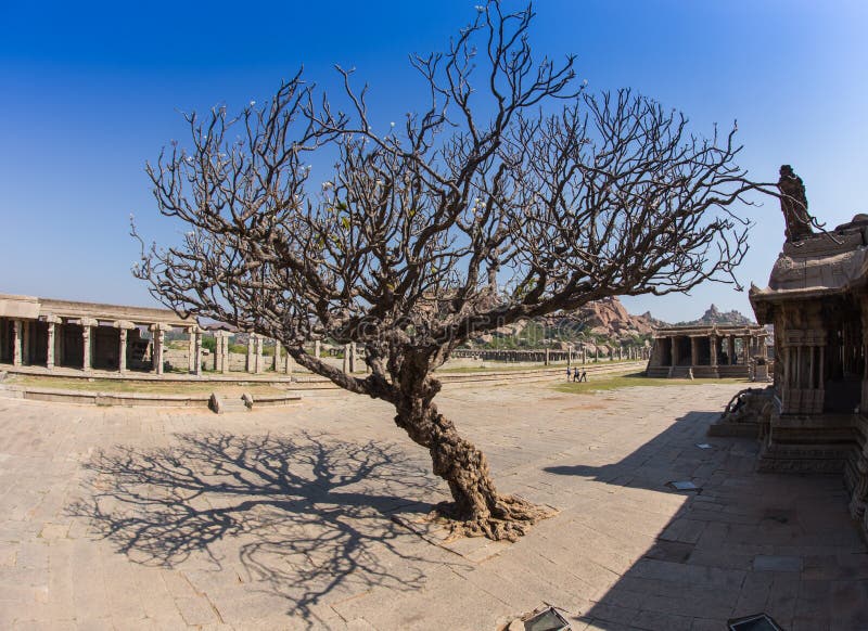 The sacred tree stock image. Image of buddhism, beautiful - 56547103