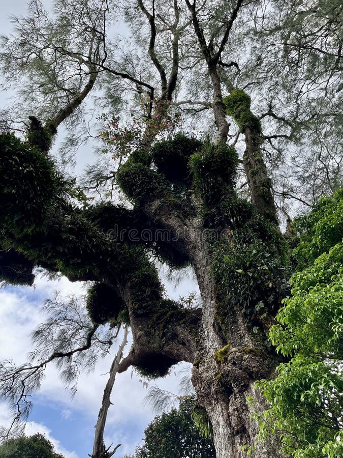 The Sacred Tree at the Peak of Mount Sanghyang Stock Image - Image of ...