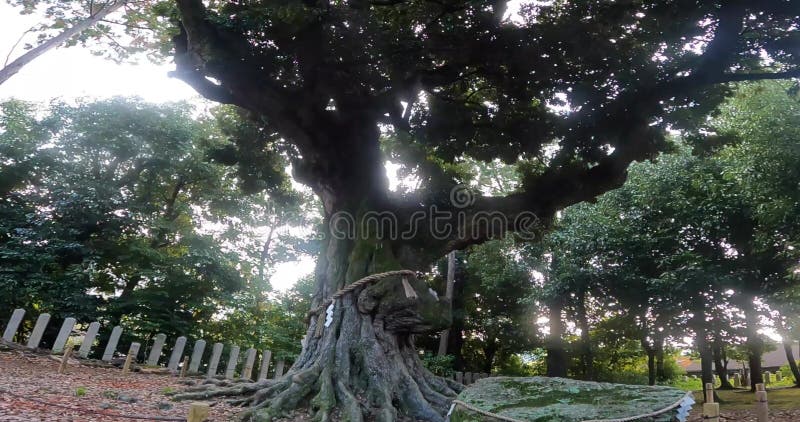 The Sacred Tree of the Shrine. a Large Tree that Has Lived in the ...