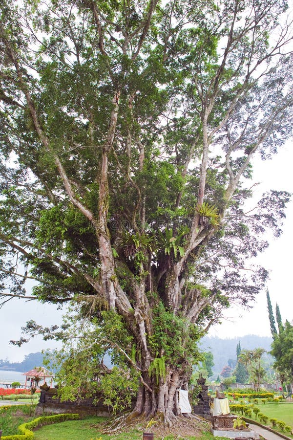 Sacred Tree at a Temple on Lakes Beratan.Bali Stock Image - Image of ...