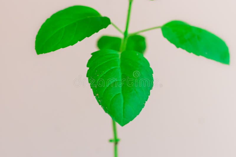 Vana Tulsi Stock Photos - Free & Royalty-Free Stock Photos from Dreamstime