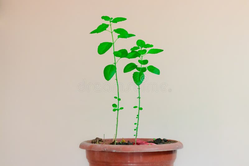 Vana Tulsi Stock Photos - Free & Royalty-Free Stock Photos from Dreamstime
