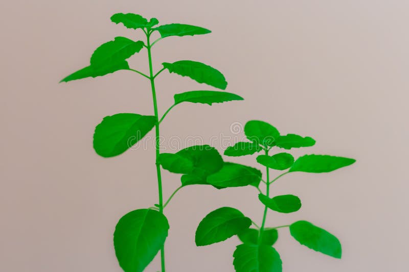 Vana Tulsi Stock Photos - Free & Royalty-Free Stock Photos from Dreamstime