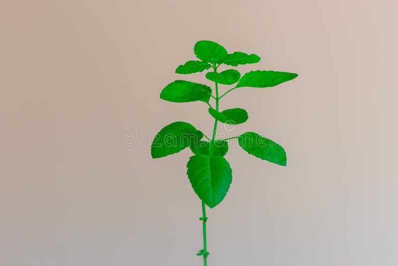 Vana Tulsi Stock Photos - Free & Royalty-Free Stock Photos from Dreamstime
