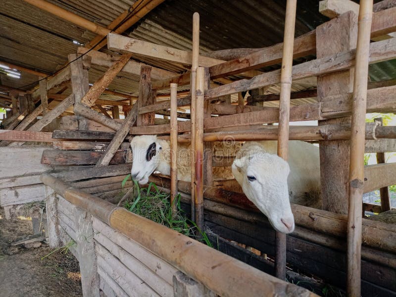 Sacrificial Animals Must Be Selected that are Healthy for Eid Al-Adha ...