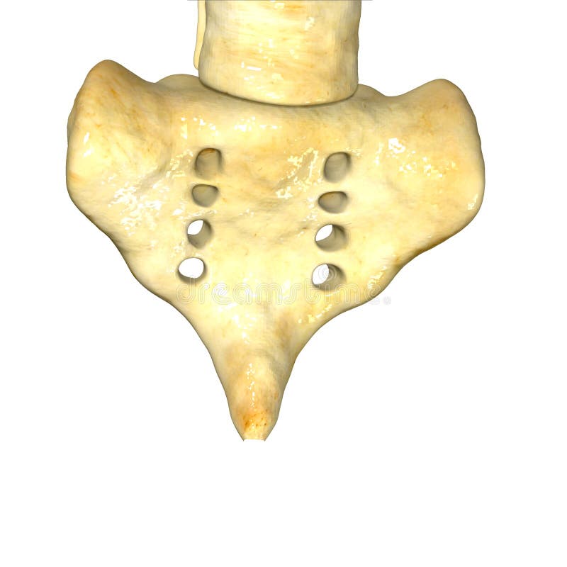 El sacro stock de ilustración. Ilustración de coxis, ciencia - 57843673