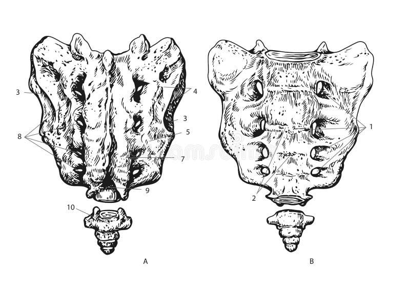 Illustrazione 3d Di Anatomia Dell'osso Del Coccige Del Sacro Con L ...
