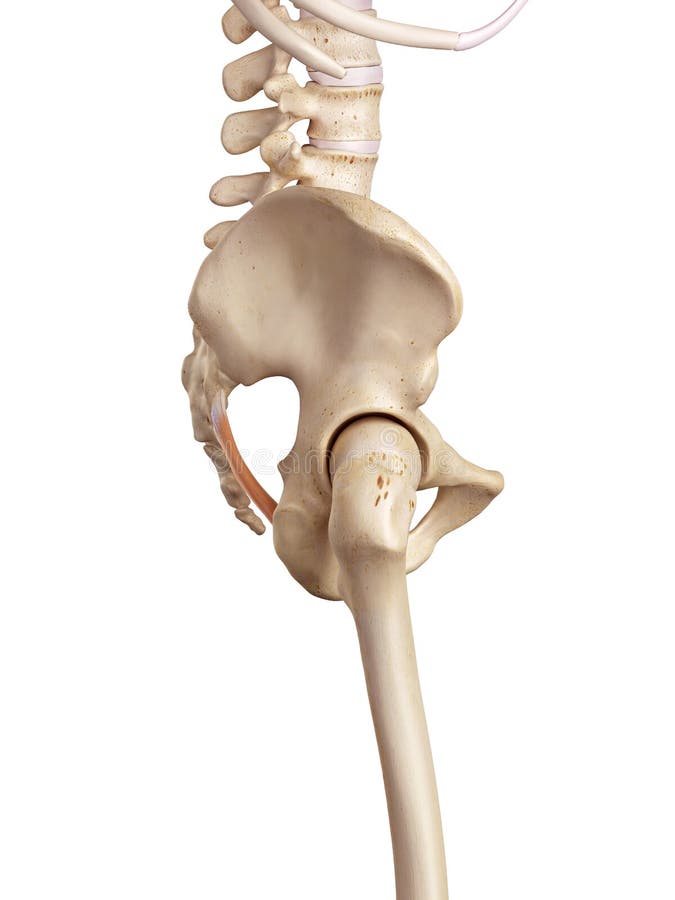 The sacrotuberous ligament stock illustration. Illustration of ...