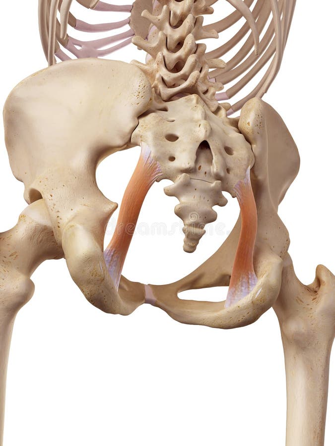 The Sacrotuberous Ligament Stock Illustration - Image: 56286426