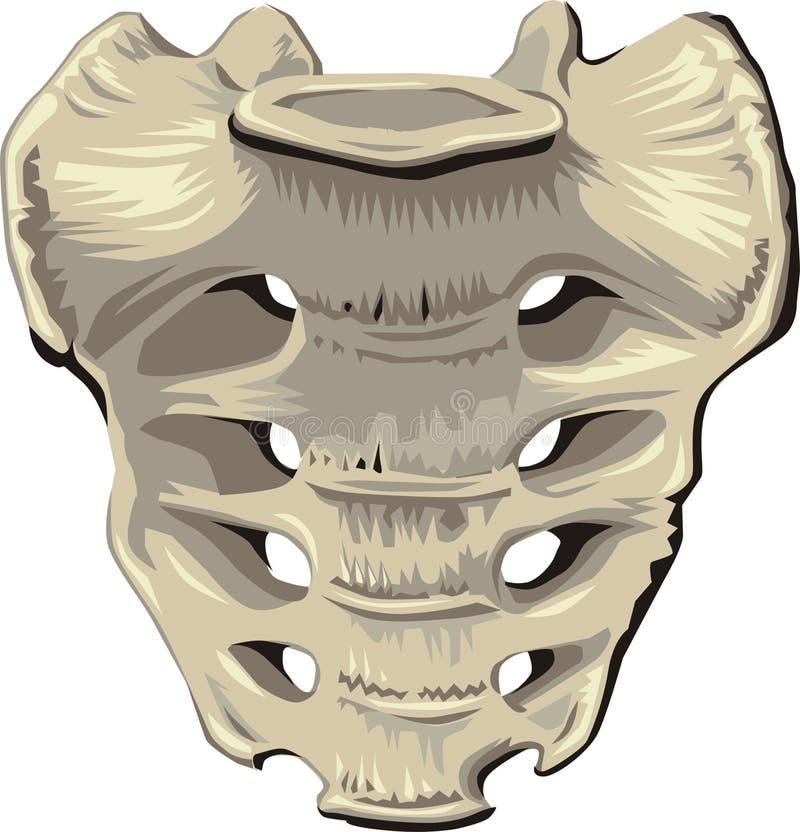 Anatomy of Larynx stock illustration. Illustration of cartilage - 1663326