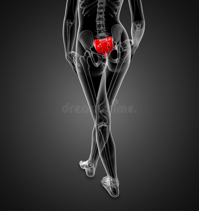 3D Rendering Illustration of Sacrum Bone Stock Illustration ...
