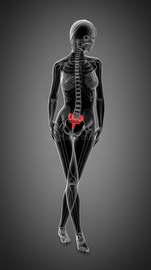 3D Rendering Illustration of Sacrum Bone Stock Illustration ...