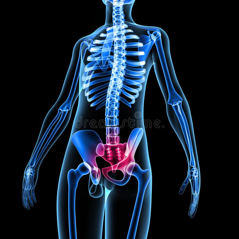 Female Hip / Sacrum / Pubis / Ischium / Ilium - Anatomy Bones Stock ...