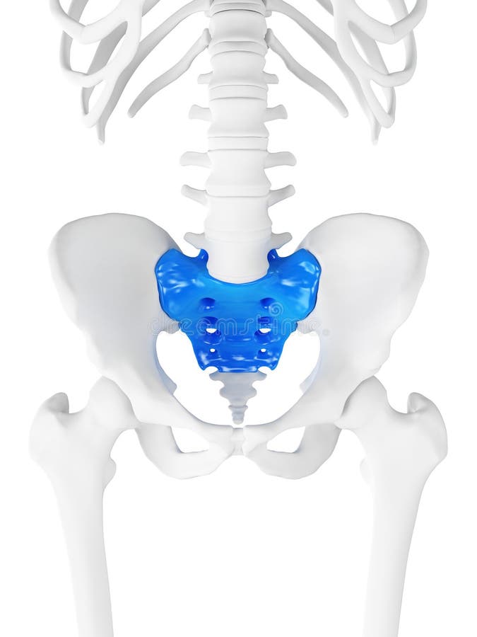 The sacrum stock illustration. Illustration of rendered - 101267285