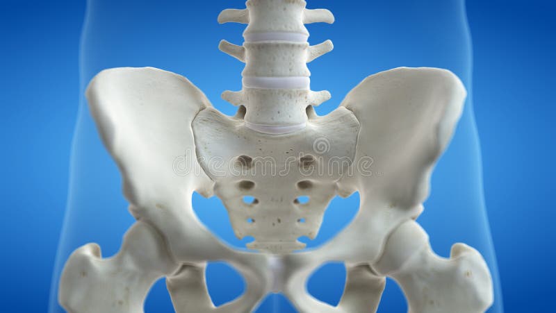 The sacrum stock illustration. Illustration of sacroiliac - 150939515
