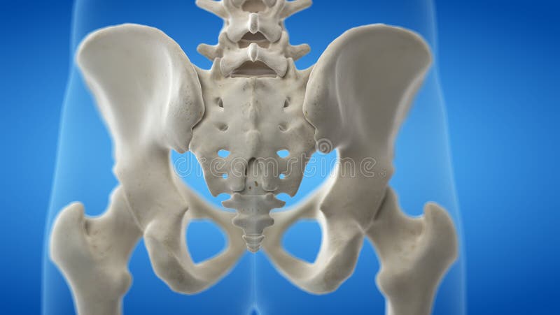 The sacrum stock illustration. Illustration of lumbar - 150939518