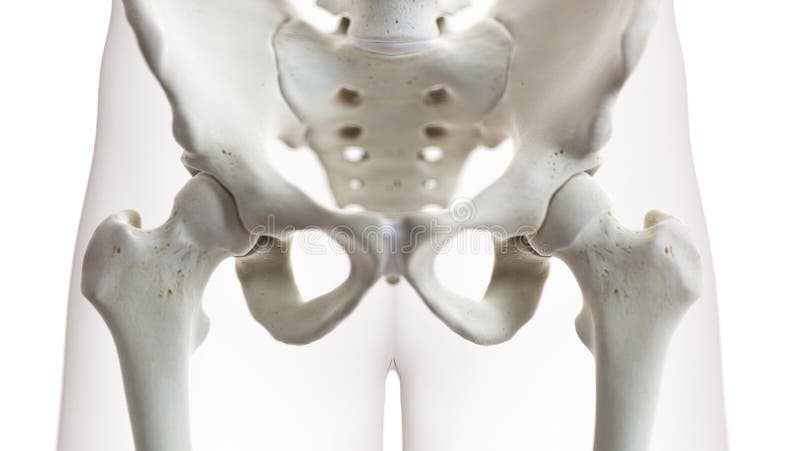 The sacrum stock illustration. Illustration of symphysis - 150939585