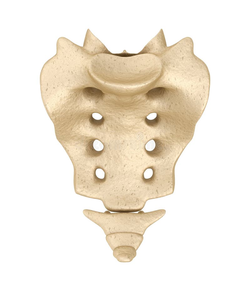 Sacrum : Médicalement Précis Illustration Stock - Illustration du ...
