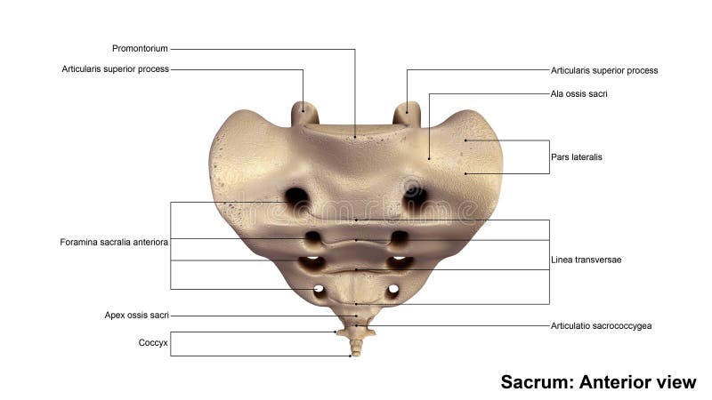 Sacrum stock illustration. Illustration of vertebra, joints - 76445992