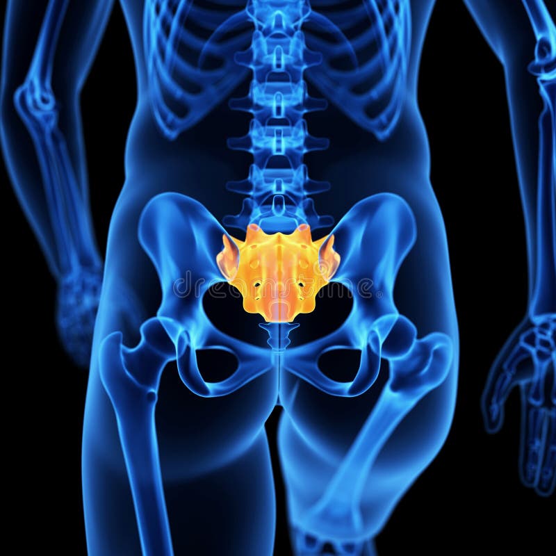 The sacrum stock illustration. Illustration of skeleton - 45381761