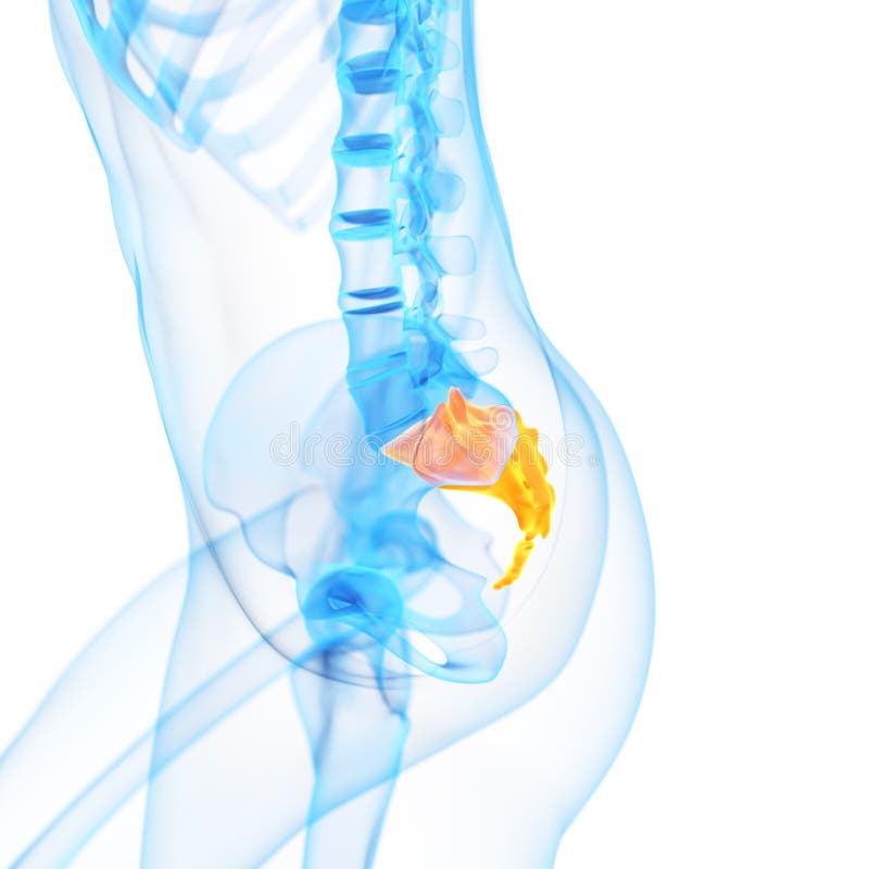 The sacrum stock illustration. Illustration of science - 45574658