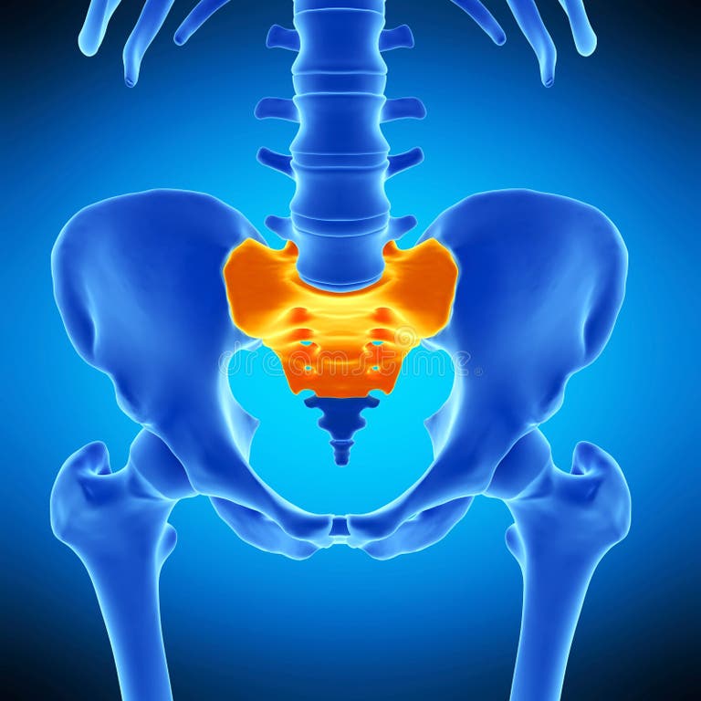 Sacrum Stock Illustrations – 4,435 Sacrum Stock Illustrations, Vectors ...