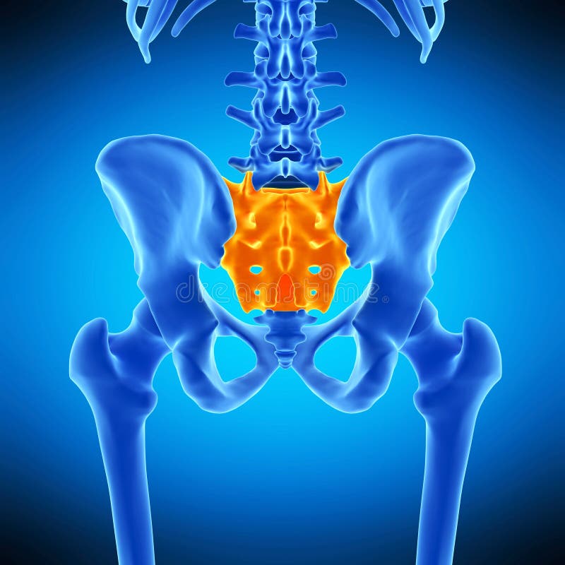 Sacrum Stock Illustrations – 4,746 Sacrum Stock Illustrations, Vectors ...