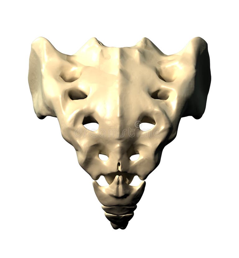 Human Body Posterior View Stock Illustrations – 1,411 Human Body ...