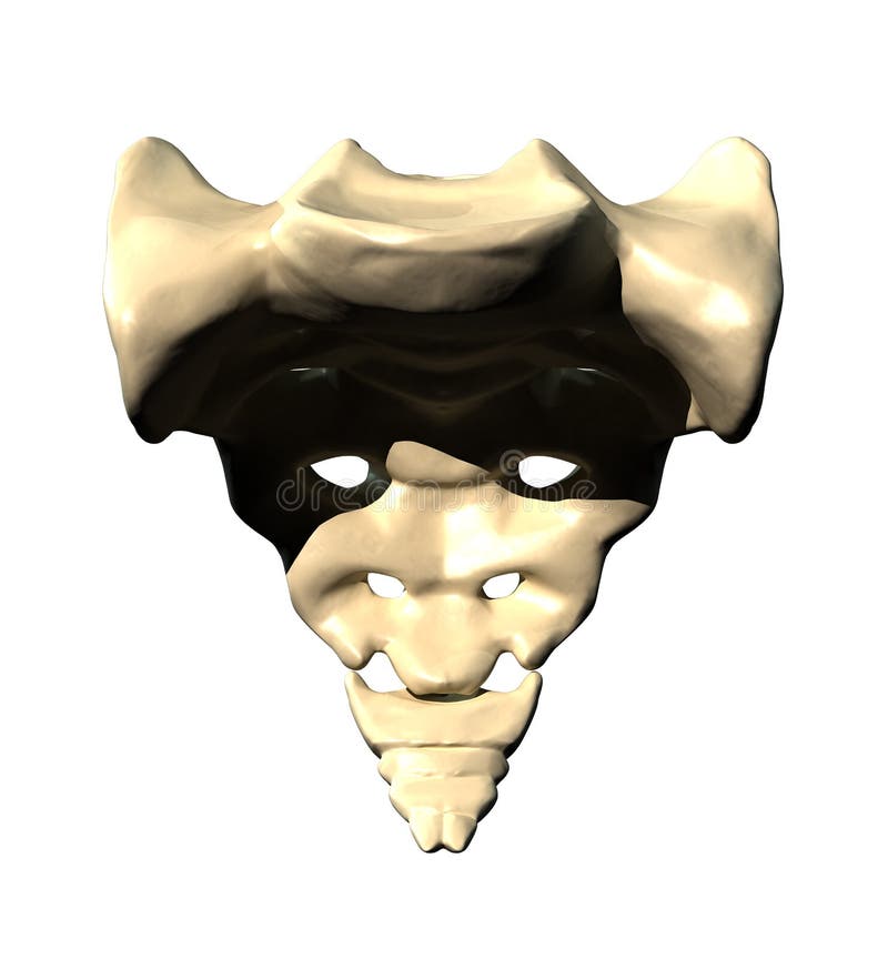Sacrum - Vue antérieure illustration stock. Illustration du maintien ...