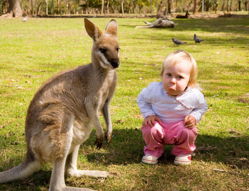 Grumpy Kangaroo Crouching stock image. Image of island - 6134297