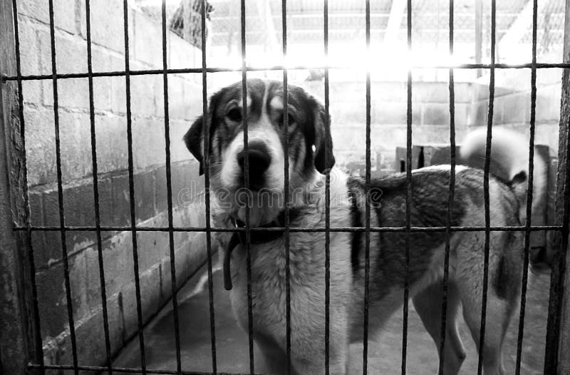 Sad abandoned dogs stock photo. Image of poor, gaze, face - 89149526