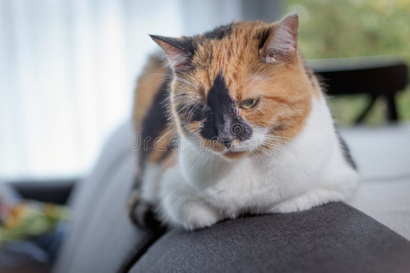 Sad Aged Spotted Cat on the Back of the Sofa Stock Photo - Image of ...