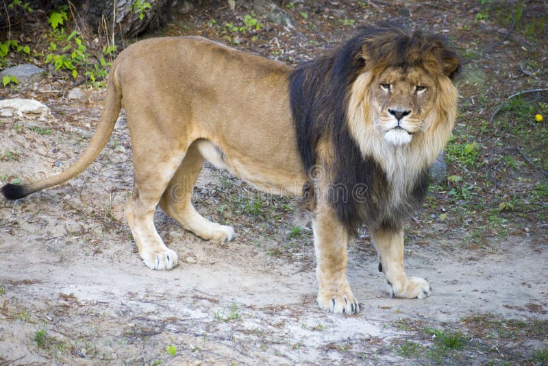Sad Alone Lion stock image. Image of garden, nature - 180961289
