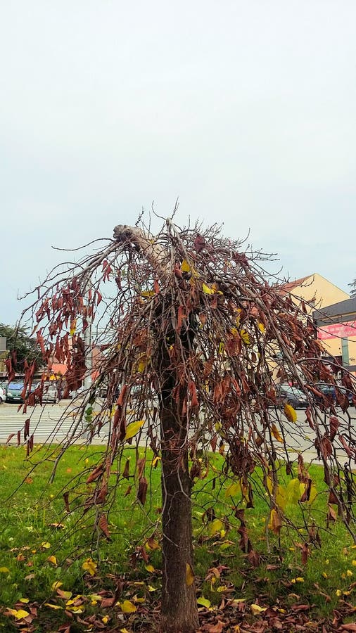 5,150 Alone Sad Tree Photos - Free & Royalty-Free Stock Photos from ...