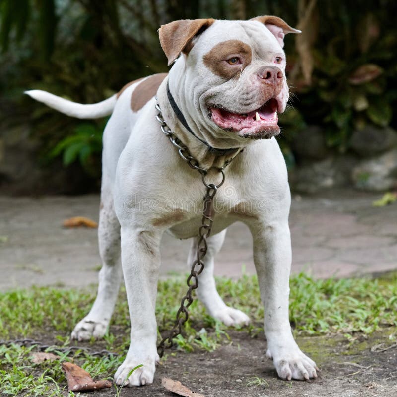 Sad American Bulldog Lying on the Grass Outside Stock Image - Image of ...