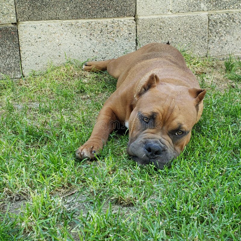 Sad American bully puppy stock photo. Image of grass - 220731534