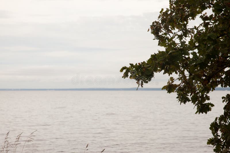Sad Autumn Landscape, Sea Shore and Alone Tree Stock Image - Image of ...
