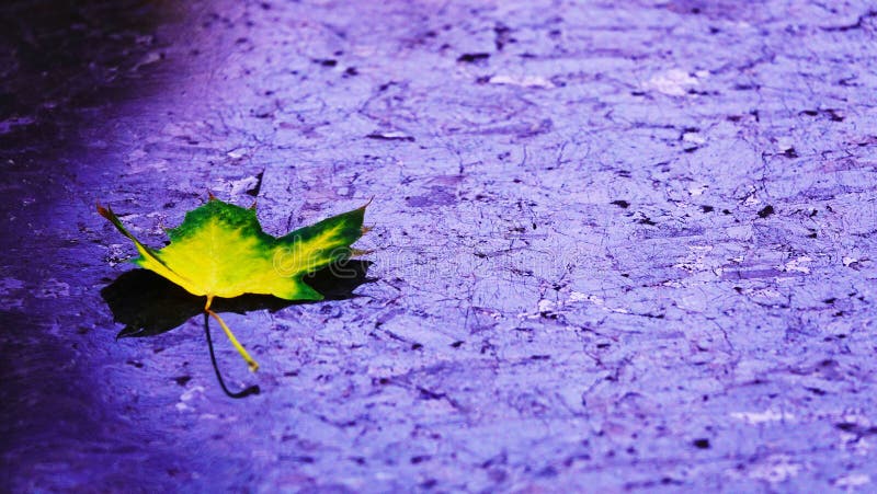 Sad Autumn Leaf on Dark Marble Stock Image - Image of lies, sadness ...